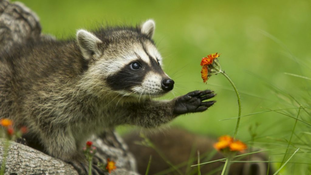 El Mapache: Características, Hábitat y Comportamiento